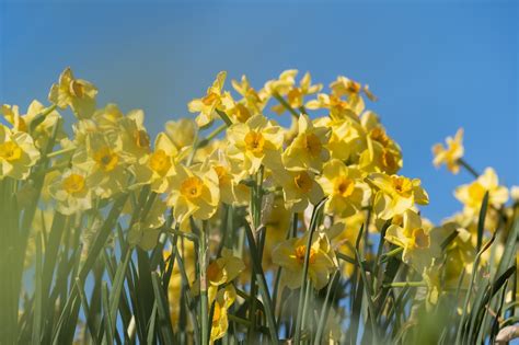 3000 Free Daffodils And Nature Images Pixabay
