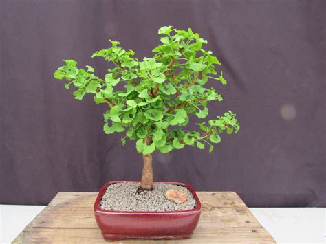 Ginkgo Bonsai Tree Large