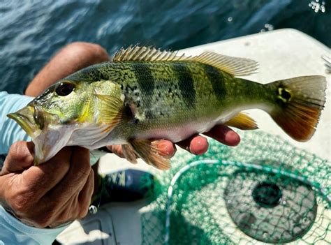 Turrall Top Tips Peacock Bass H Turrall And Co Ltd
