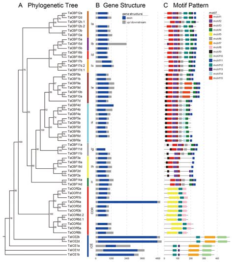 Characterization And Expression Profiling Of The Ice Cbf Cor Genes In