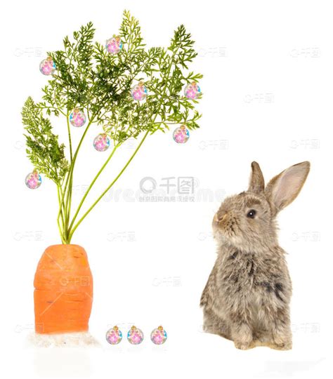 2011年高清图片 兔年 兔年图片免费下载 5152918155 千图网pro