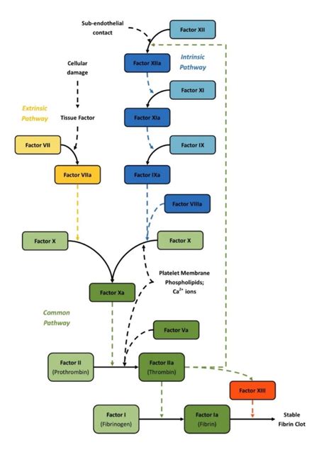 Coagulation Cascade Intrinsic Extrinsic Geeky Medics