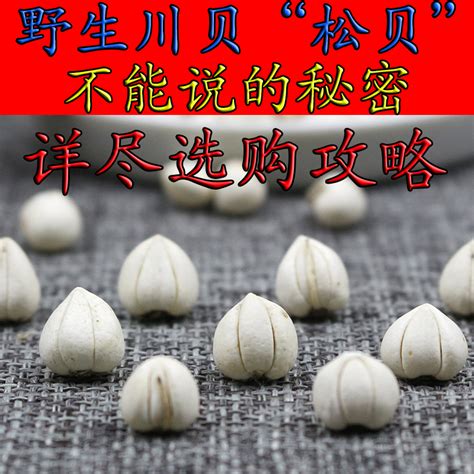 野生川贝正品松贝四川阿坝特产天然无硫川贝母珍珠贝精选30克瓶装 虎窝淘