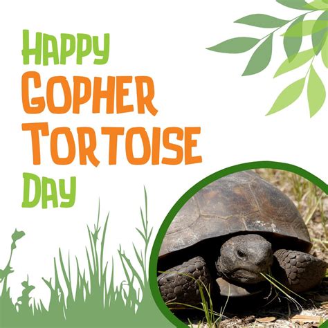 Escambia Happy Gopher Tortoise Day 🐢 As Floridas Only Native Tortoise Gopher Tortoises Hold