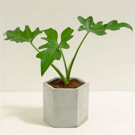 小天使蔓綠絨泥作系列福所栽 福所栽 Alfred House植栽 盆栽人氣榜 Pinkoi