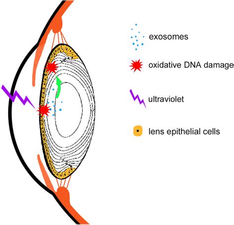 Proposed Model For Exosomes Mediated Intercellular Communication