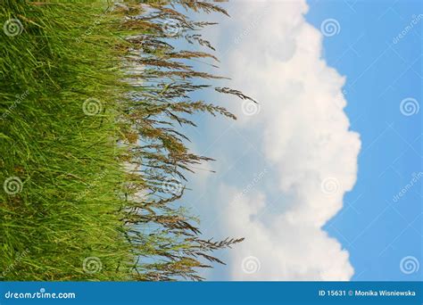 The Meadow Grass Tall Fescue Festuca Partensis In Spring The Beautiful