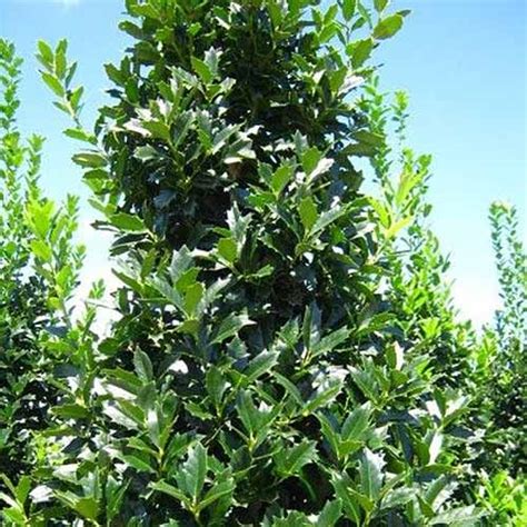 How To Plant And Grow Oak Leaf Holly Gardeners Path
