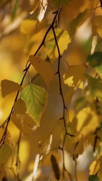 행복은 항상 당신에게 삶에 대한 행복감 기쁨 자신감을 주는 사람과 함께 있을 때입니다 Youtube