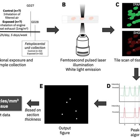 Experimental Protocol For Carbon Particle Detection In Rabbit