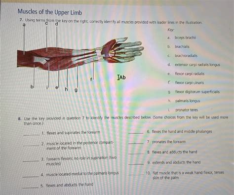 Solved Muscles Of The Lower Limb Using The Terms From The Chegg