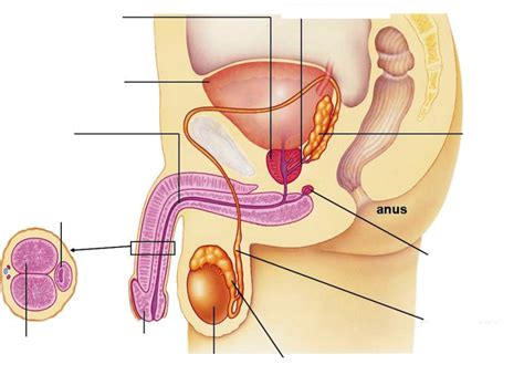 Practical Male Reproductive System Pt 11 Diagram Quizlet