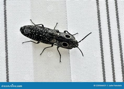 Eastern Eyed Click Beetle Stock Image Image Of Beetle 220566631