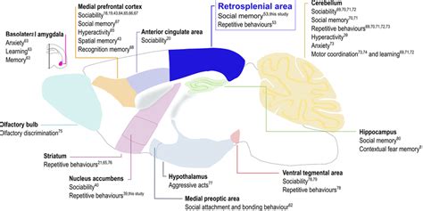 Single Brain Regions Causally Linked To Asd Related Behaviours In This