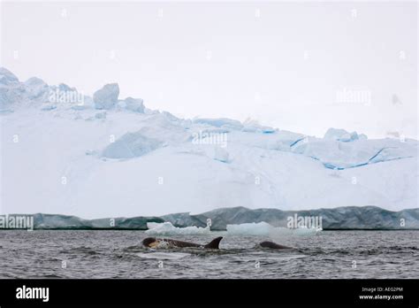 Killer Whales Orcas Orcinus Orca Pod Traveling In Waters Off The