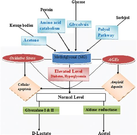 Schematic Diagram Showing The Formation Of Mg From Different Sources