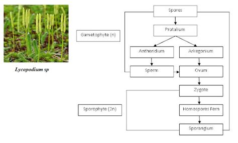 Biology Life Cycle Of Pteridophyta Life Cycles Vegetative