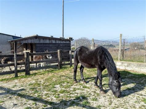 Agriturismo La Vecchia Fattoria Pietrelcina Campania