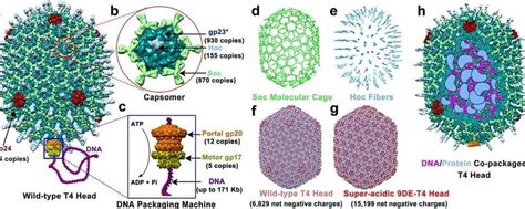 Engineering The Bacteriophage T4 To Serve As A Vector For Molecular Repair