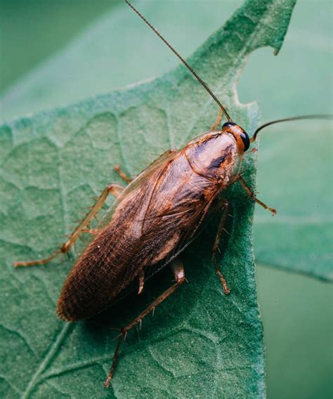 Cockroach Vs Waterbug Looks Behaviour And Pest Control Homes And