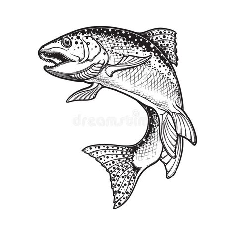 Rainbow Trout Illustrations Royaltyfree Vector Graphics Rainbow Trout
