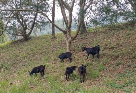 將軍澳山坡5羊食草惹關注 網民爆料：屯門北區羊山羊海｜juicy叮 星島日報
