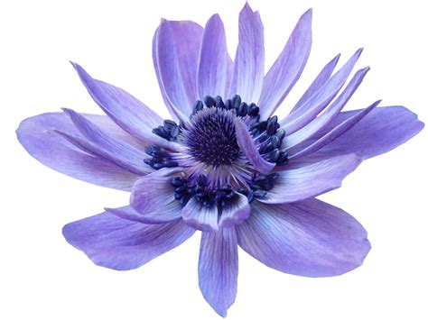 Flower Mauve Anemone Cut Free Photo On Pixabay