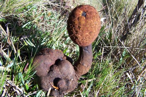 Viagra Peruano Planta Hemiparasita Nativa Da América Utilizada Para O