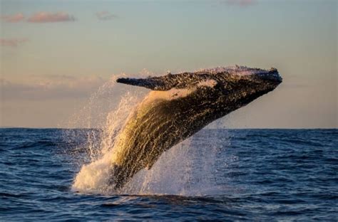 Bitcoin Mega Whale Resurfaces Jpmorgan Expects Btc Price To Drop