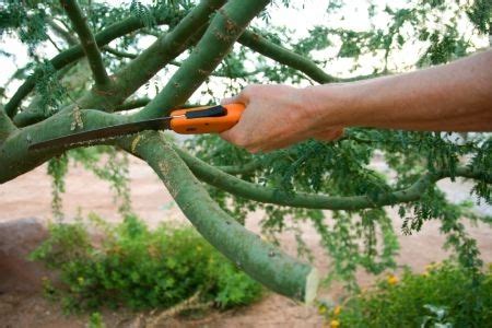 Pruning Trees Making Cuts DoItYourself Com