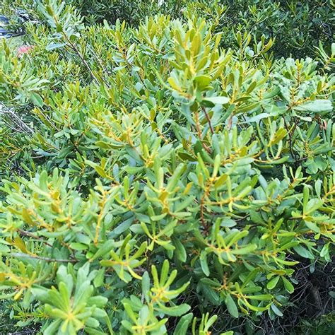 Wax Myrtle Myrica Cerifera Buy Wax Myrtle Online The Tree Center