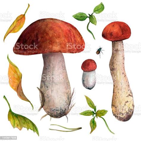 Ilustrasi Cat Air Set Clip Art Cat Air Jamur Hutan Yang Bisa Dimakan