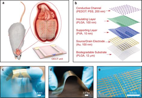 Ultrathin Soft High‐throughput Transient Oect Array As A Core