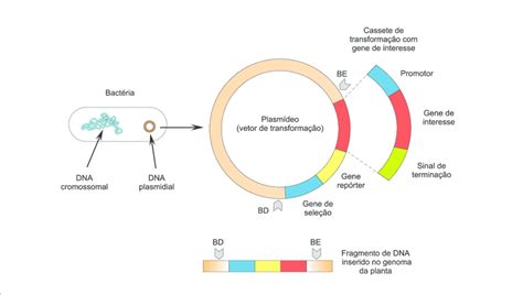 Dna Plasmidial Contendo O Cassete De Transformação Plasmídeo Ti