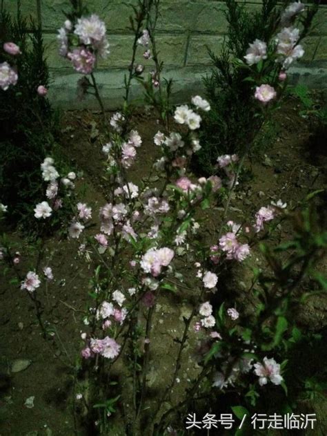 臨沂 情系南坊花如海 每日頭條