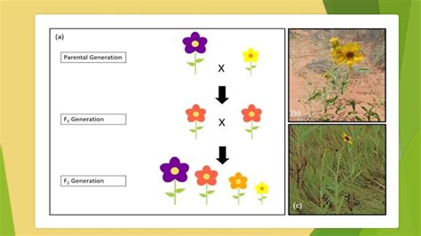 Biology Hybridization Ppt Pptx Plant Hybridization Pptx