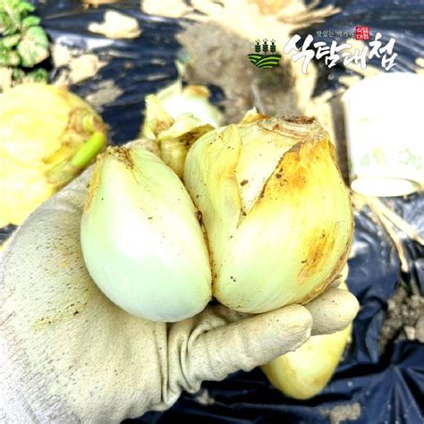 식탐대첩 국내산 못난이 양파 3kg 크기랜덤 홈플러스 택배배송