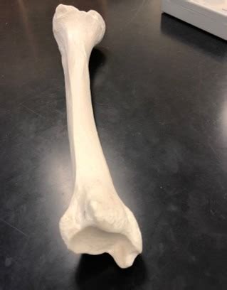 Tibia Diagram Quizlet