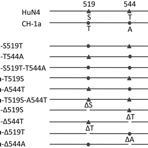 Schematic Representation Of The Construction Of Mutant Viruses Amino