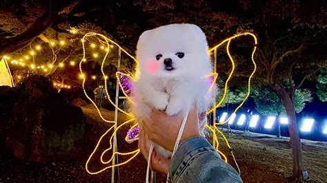 반짝반짝 제주 야경 투어 🌟 허브동산 별빛놀이 신산공원 빛의 거리 Youtube