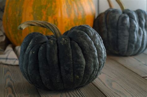 Unusual Pumpkin Varieties To Cultivate At Home