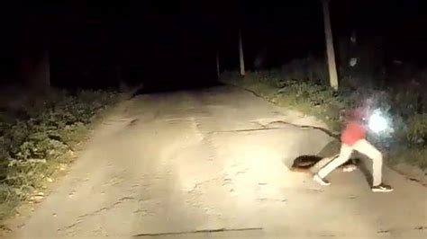 Viral Video Karnataka Man Removes Python From Road With Bare Hands Internet Hates His Reckless