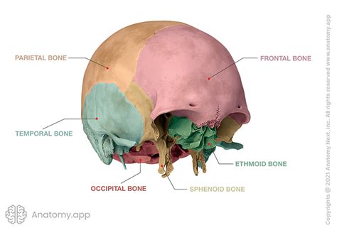 Skull Encyclopedia Anatomy App Learn Anatomy 3d Models Articles And Quizzes