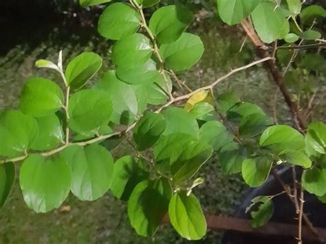 Daun Bidara Daun Yang Dianggap Ditakuti Jin Dan Bisa Mengobati Sihir