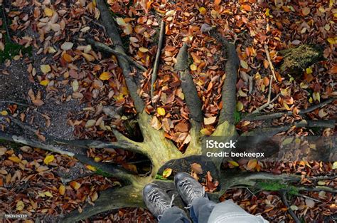 한 남자가 수년 동안 죽은 나무 그루터기에 서 있습니다 문어와 비슷합니다 가을에 는 가문비 나무 단문화 숲 버섯으로 가서 이끼로 덮인 몸통을 관찰합니다 가문비나무에 대한