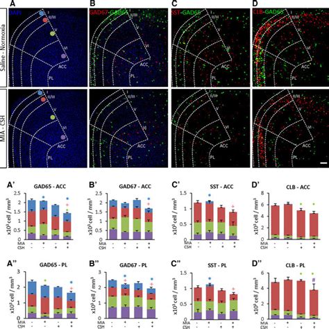 Effect Of The Multi Hit Model On Interneuron Abundance And Distribution