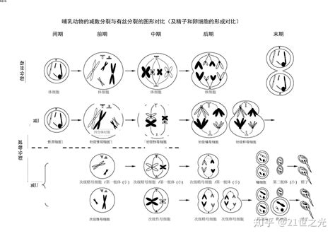 为什么减数分裂要产生极体，这不是浪费能量和资源吗？ 知乎