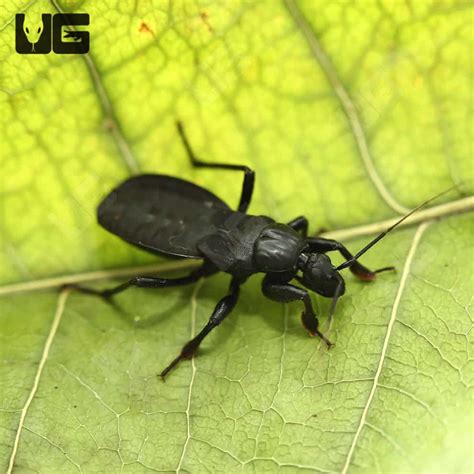 Black Assassin Bug Reduvius Personatus For Sale Underground Reptiles