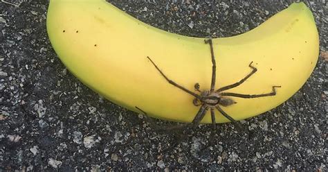 Just Hade The Biggest Nope That Ever Noped Walking Through My Living