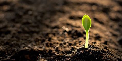 Application Of Biochar For Soil Remediation And Improvement Beston Group